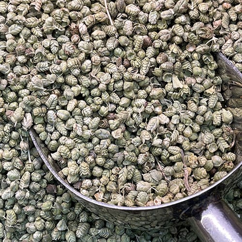 Thyme Seeds - Traditional Turk